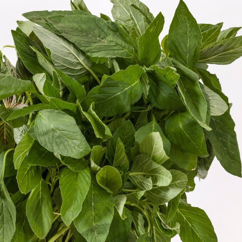 SYR 500 Green Amaranth Seeds Amaranthus Viridis Chinese Spinach For ...