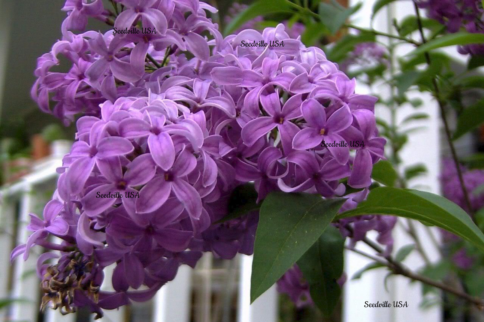 25 French Old Fashioned Lilac Syringa Vulgaris Flower Shrub Bush Seeds ...