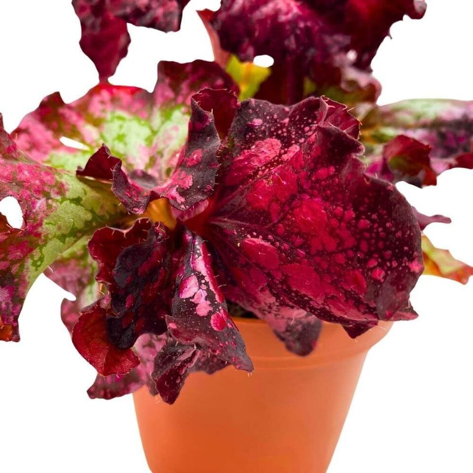 Harmony's Berrylicious Begonia Rex, 4 inch Newest Hybrid Extremely Pink ...