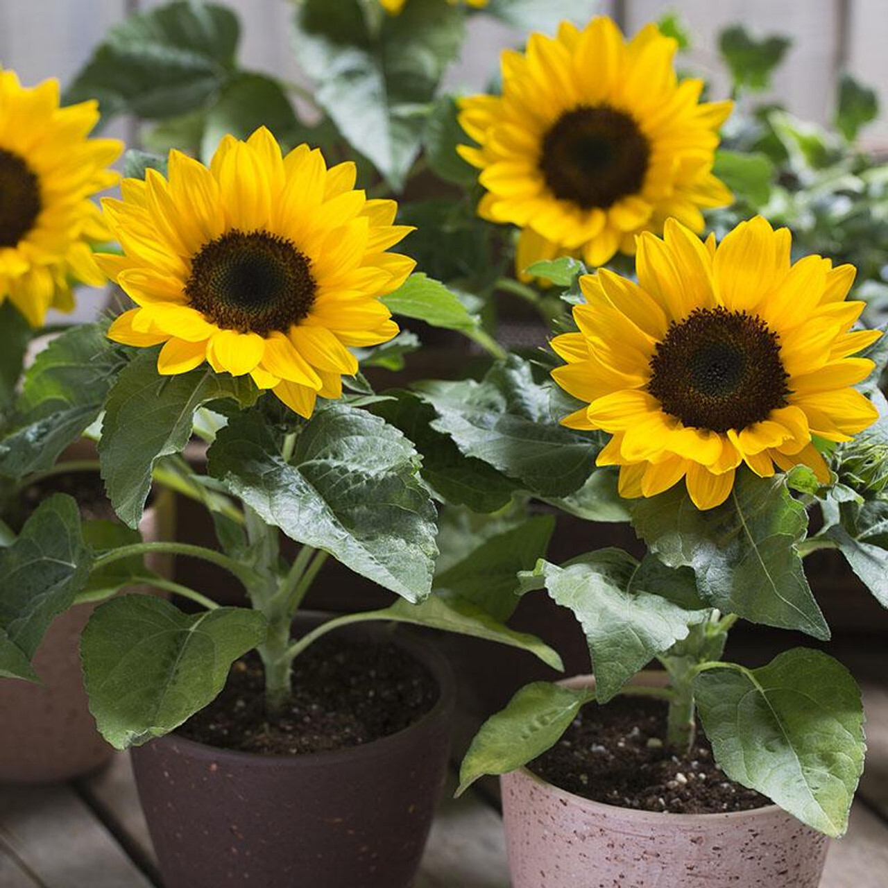 Dwarf Sunspot Sunflower Seeds Compact Helianthus Annuus New Fresh US ...
