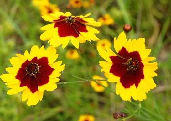 100 Seeds, RarevCalliopsis Cosmos bipinnatus Plantas Coreopsis Flower ...
