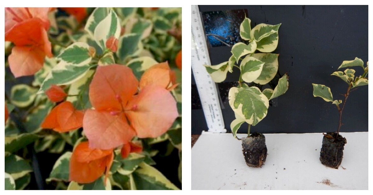 starter/plug plant Well Rooted ORANGE ICE Live VARIEGATED Bougainvillea ...