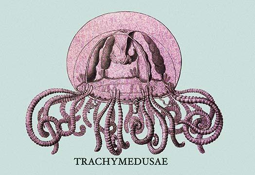 Jellyfish: Trachymedusae #1 20 x 30 Poster - Home Décor