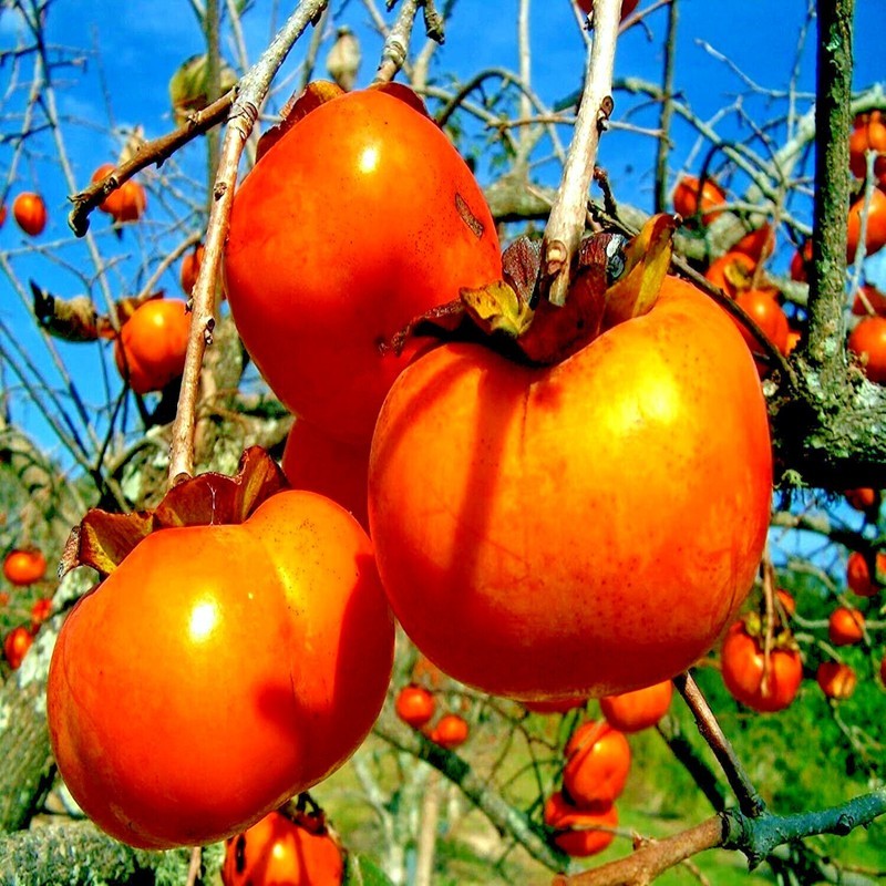 BS 10 Japanese Persimmon Tree Seeds Diospyros Kaki Asia Fruit Fast Grow ...