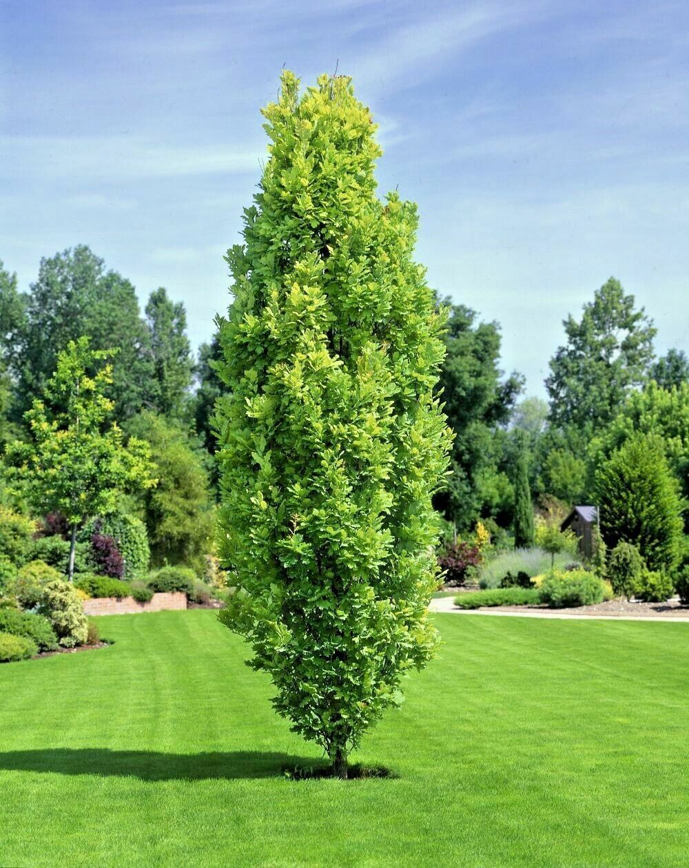 10 Columnar English Oak Acorns Quercus Robur Fastigiata Gardening ...