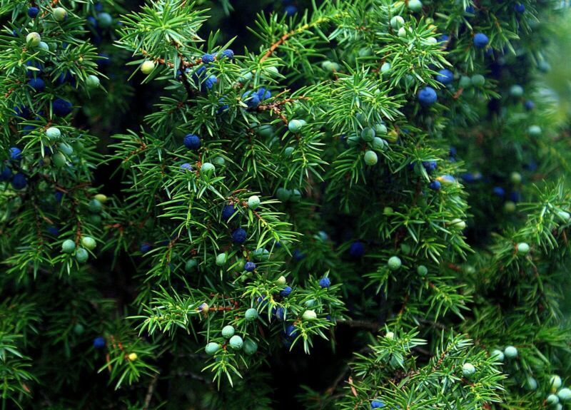 One Seed Juniper Sacred Tree Juniperus Monosperma Medicinal 5 Seeds ...