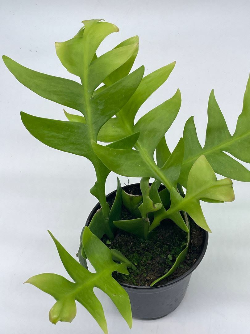 Sharktooth Fern, 4 Inch, Selenicereus chrysocardium - Plants & Seedlings