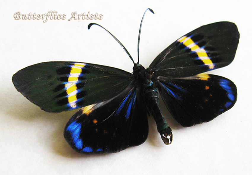 Eterusia Repleta Female Real Day Flying Moth Framed Entomology ...
