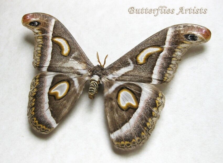 Saturn Marvelous Silk Moth Epiphora Rectifascia Rare Framed Entomology ...