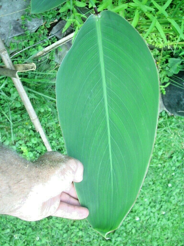 10 Hardy Thalia Seeds Thalia Dealbata Fresh Fast Shipping - Plants ...