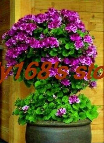 200 Seeds Climbing Geranium Pelargonium Peltatum Tree Seed Flower Rooms ...