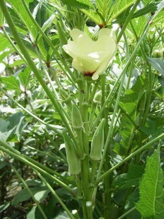 BStore Clemson Spineless Okra 45 Seeds Non-Gmo Gumbo Lady'S Fingers ...