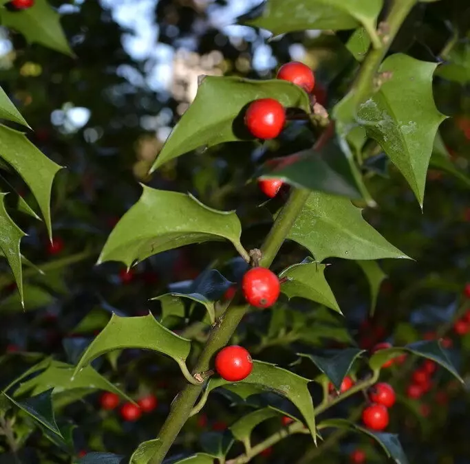 2 Dragon Lady Holly Shrubs/Bushes/Trees, 6" Tall Seedlings, Live Plants ...