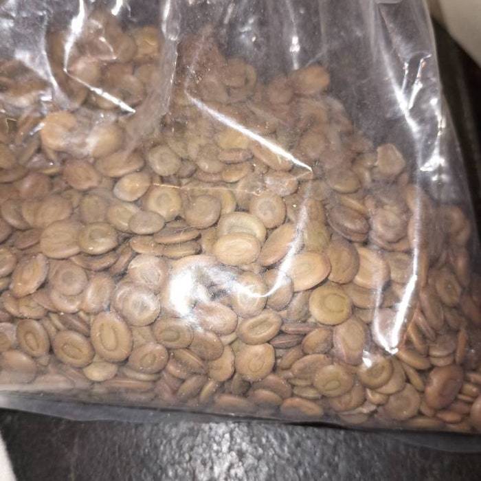 Koko Tree Seeds Albizia Lebbeck Siris Tree Mother In Laws Tongue Tree ...