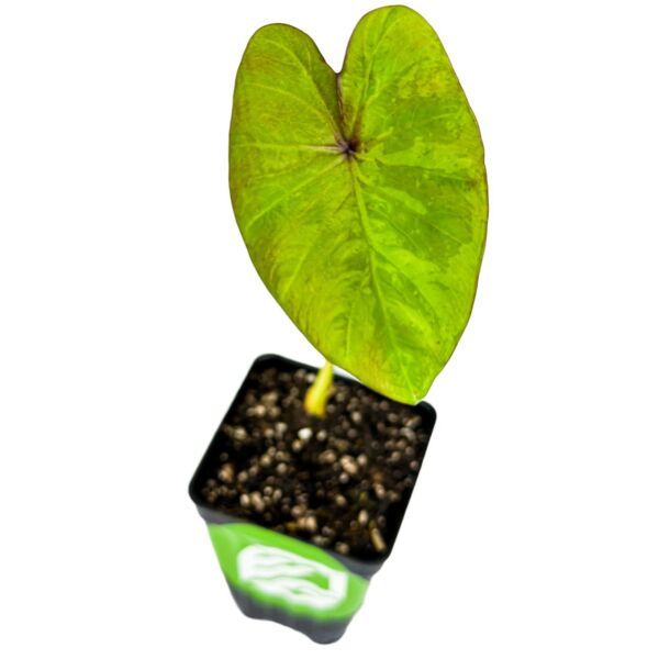 Best Bun Long Edible Elephant Ear / Colocasia esculenta / Live Plant ...