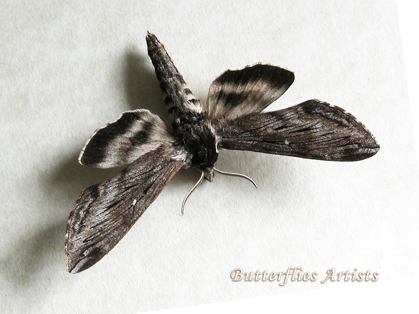 Northern Apple Sphinx Poecila Female Real Moth Framed Entomology ...
