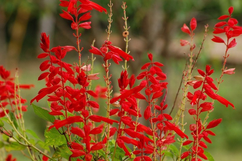 400 Scarlet Sage Lady In Red Red Texas Sage Salvia Coccinea Flower ...