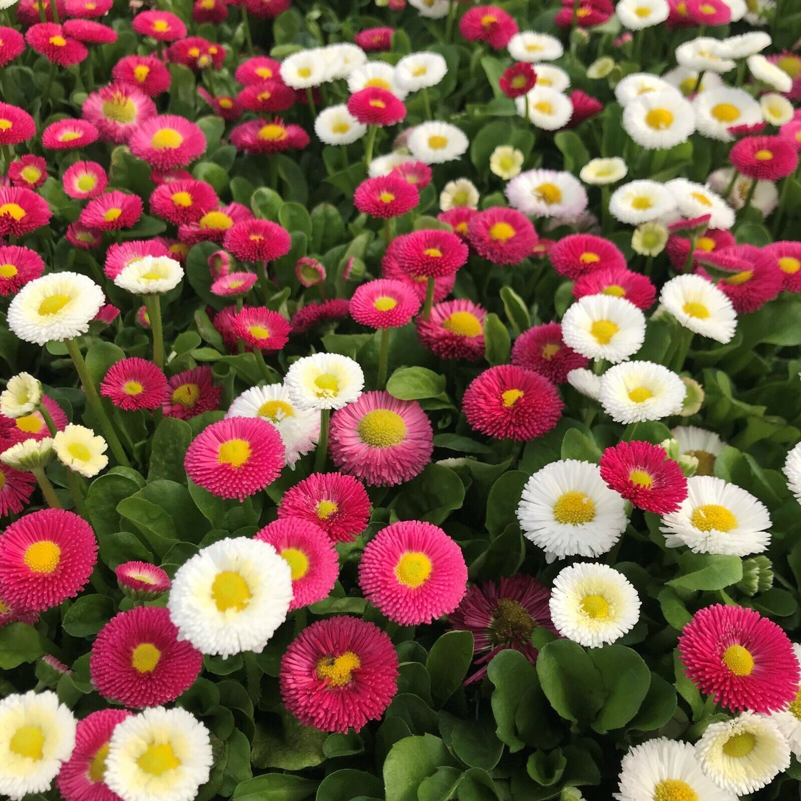50 Seeds English Daisy Flower - Seeds & Bulbs