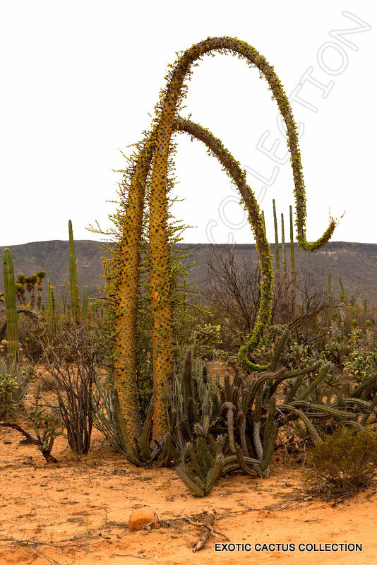 SRN Boojum Tree Fouquieria Columnaris Cirio Ocotillo Flowering ...
