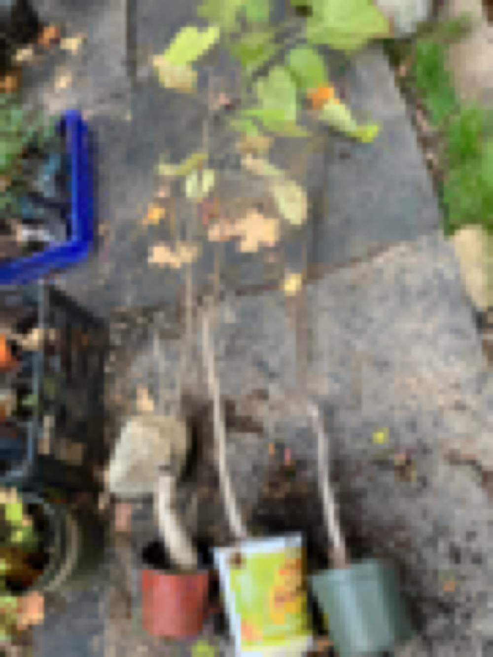 Catalpa speciosa , 3-4 year old stubby bonsai,Northern catalpa, Cigar ...