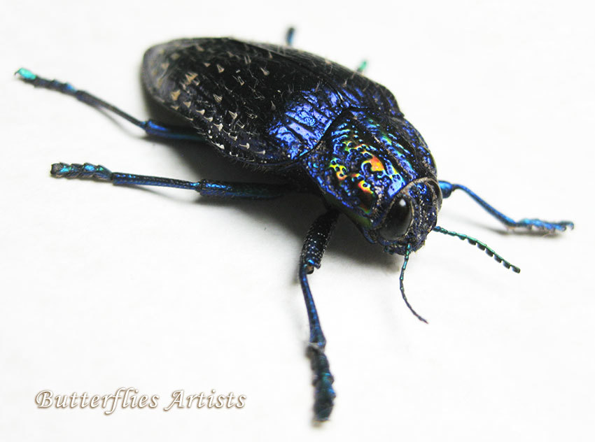 Purple Hairy Beetle Polybothris Sumptuosa Gemma Entomology Double Glass ...
