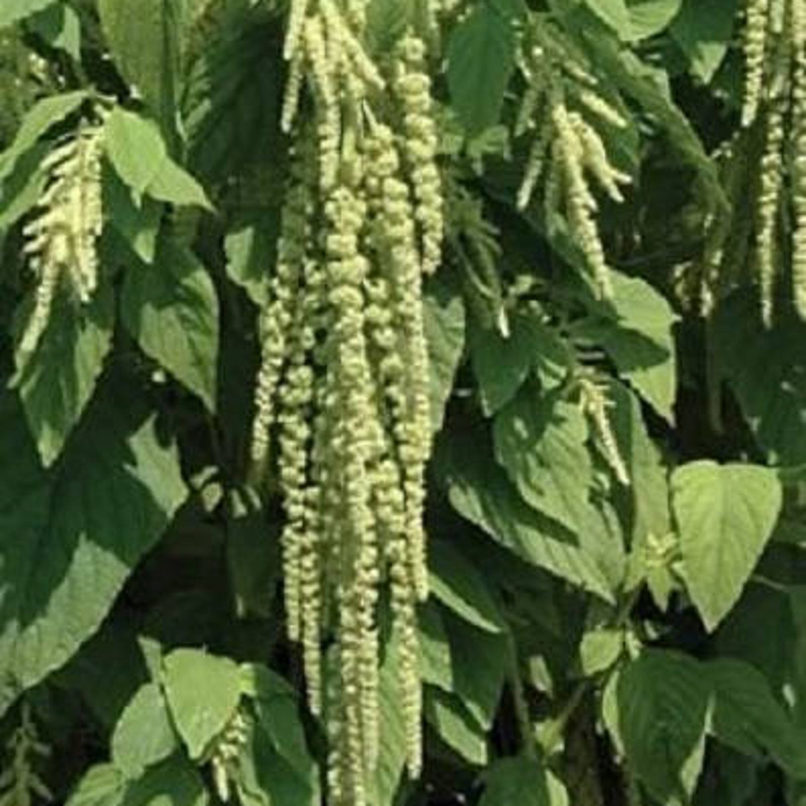 150 Amaranthus Green Tails Amaranthus Caudatus Flower Seeds Fresh Seeds ...