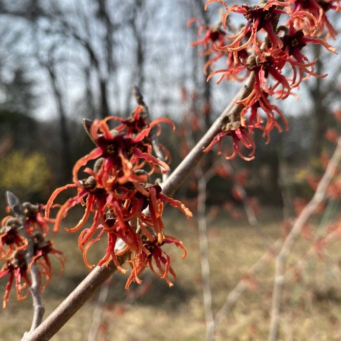 Hamamelis X Intermedia Agnes Witch Hazel Live Plant 12 Inch Tall Ships ...