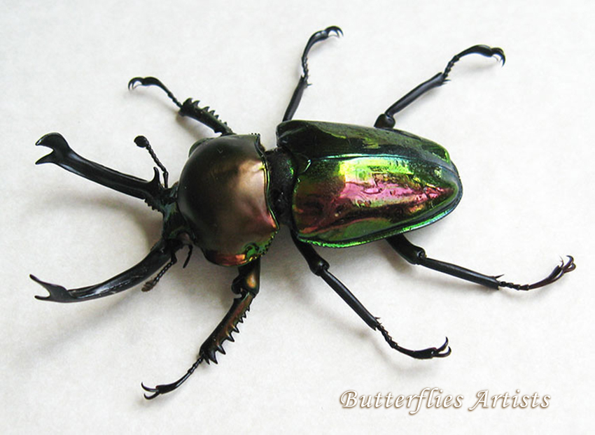 Very Rare Rainbow Stag Real Beetle Phalacrognathus Muelleri Entomology ...