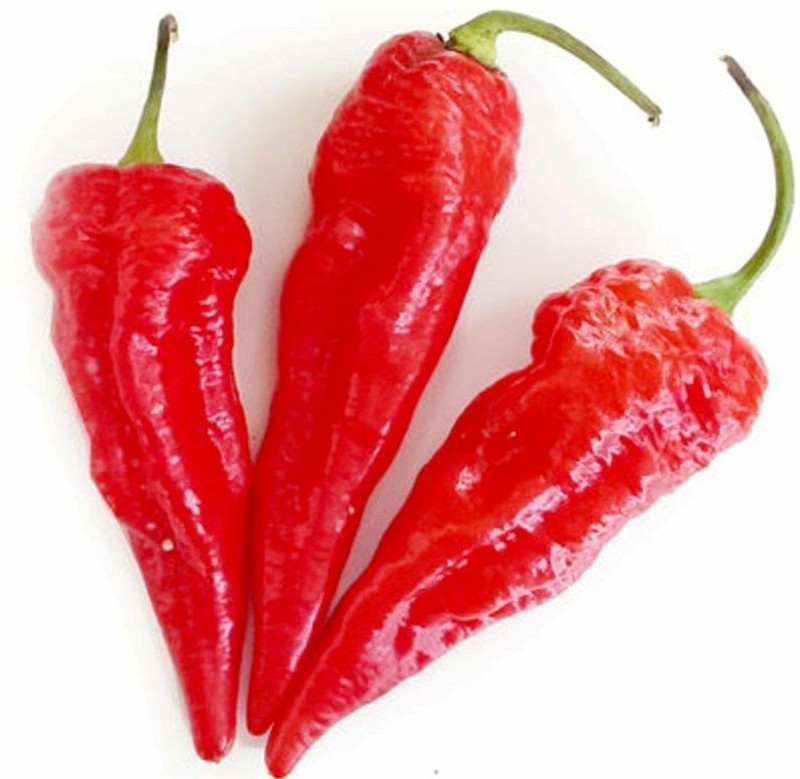 Ghost Pepper Seeds Bhut Jolokia Chili B67 Fast Grow - Seeds & Bulbs