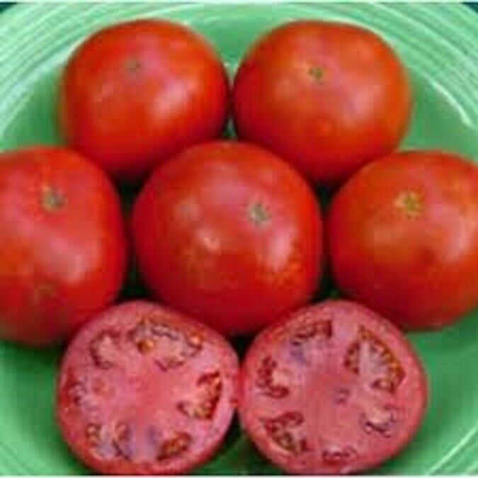 HS 50 Seeds Top Gun Tomato Tomatoe Vegetable Garden Edible Canning ...