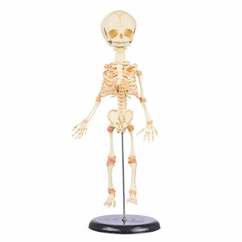 Life Size Realistic Baby Bucky HUMAN FETAL SKELETON Horror Prop Replica ...