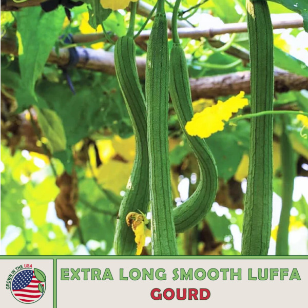 10 SEEDS EXTRA LONG SMOOTH LUFFA GOURD PLANT HEIRLOOM SEEDS FAST ENJOY ...