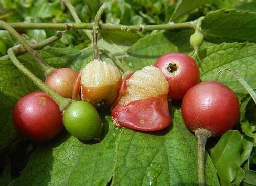 HT Muntingia Calabura Jamaican Cherry Panama Berry 250 Seeds Garden ...