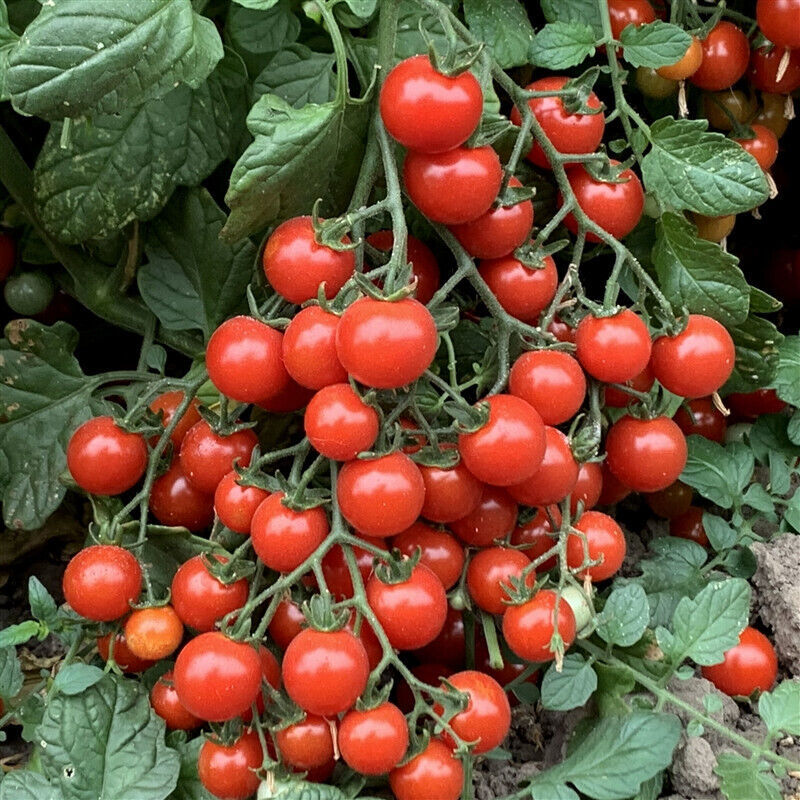 50 Seeds Piccolo Carina Tomato Tomatoe Vegetable Garden - Seeds & Bulbs