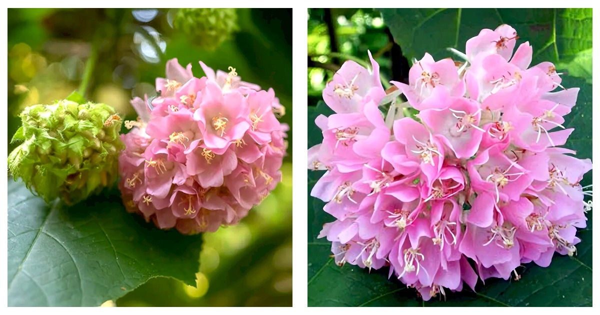 150 Seeds Landscape Brightener: Dombeya Shrub Seeds Garden Seeds ...