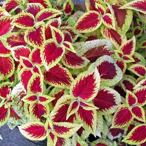 50 Seeds Coleus Wizard Scarlet Flower Long Lasting Annual - Seeds & Bulbs