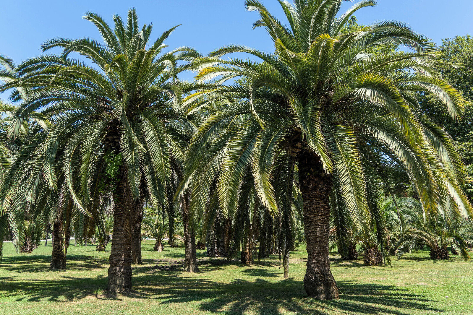 10 COCO PALM jelly Palm Pindo Butia Capitata Edible Fruit Tree ...