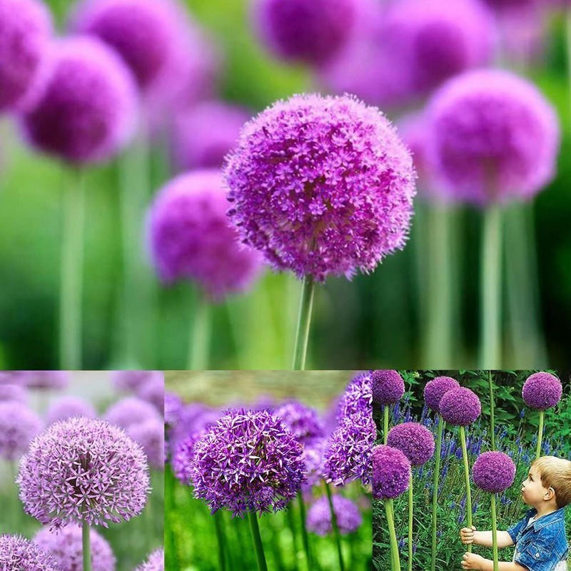 PSA 100X Allium Globemaster Giant Giganteum Maroon Purple Onion Chive ...