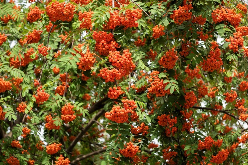 20 Ash Tree Mountain Amur Rowan Sorbus Aucuparia Seeds Fast Grow ...