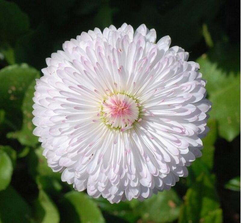 Best Dwarf White English Daisy 50 Seeds - Seeds & Bulbs