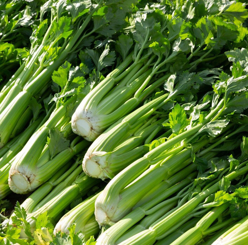 HT Utah 52-70 Celery Seeds 2000 Vegetable Apium Graveolens Garden Seeds ...