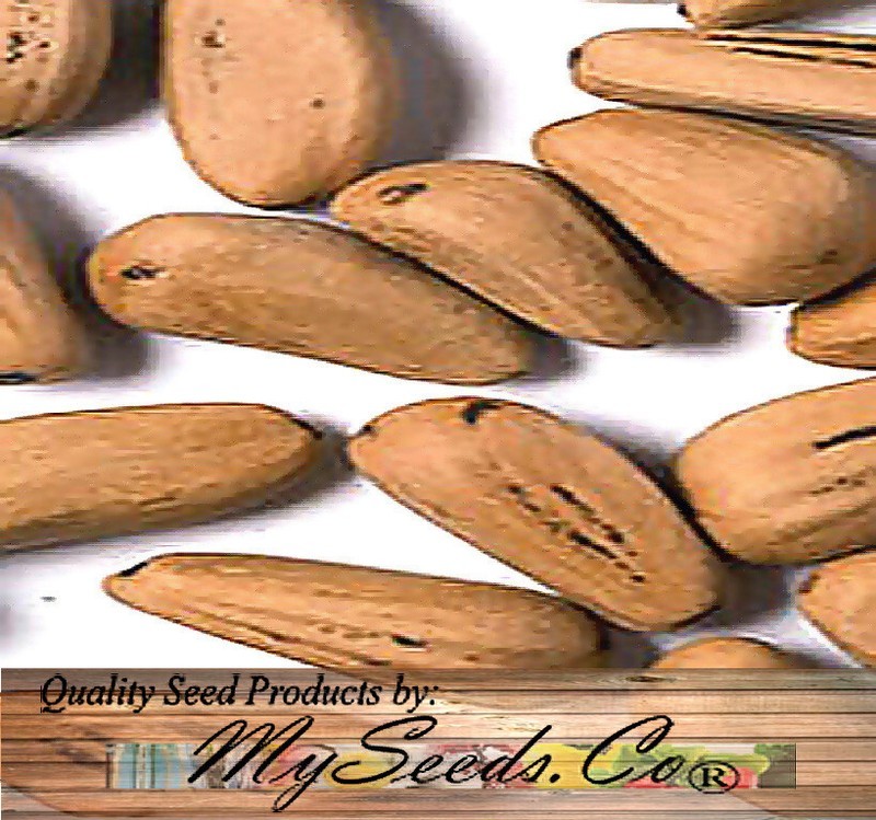 MX Pinus Pinea Italian Stone Pine Tree Seeds Edible Pine Nuts Dense ...
