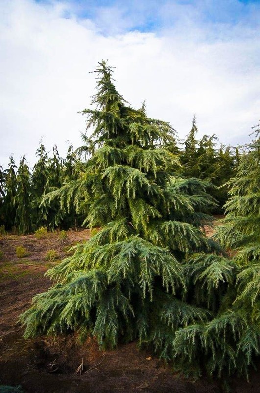 PSA 9 Deodar Cedar Tree Seeds Fast Growing - Seeds & Bulbs