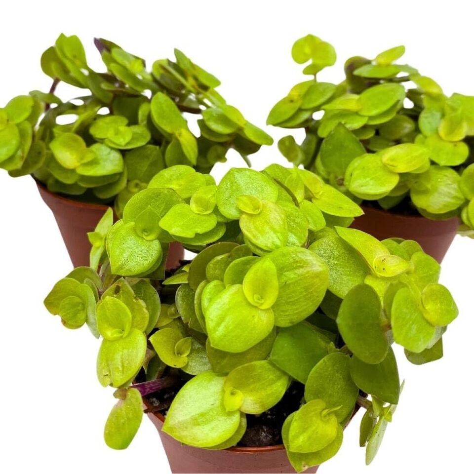 Callisia repens Gold 2 inch Set of 3 Miniature Wandering Dude Golden ...
