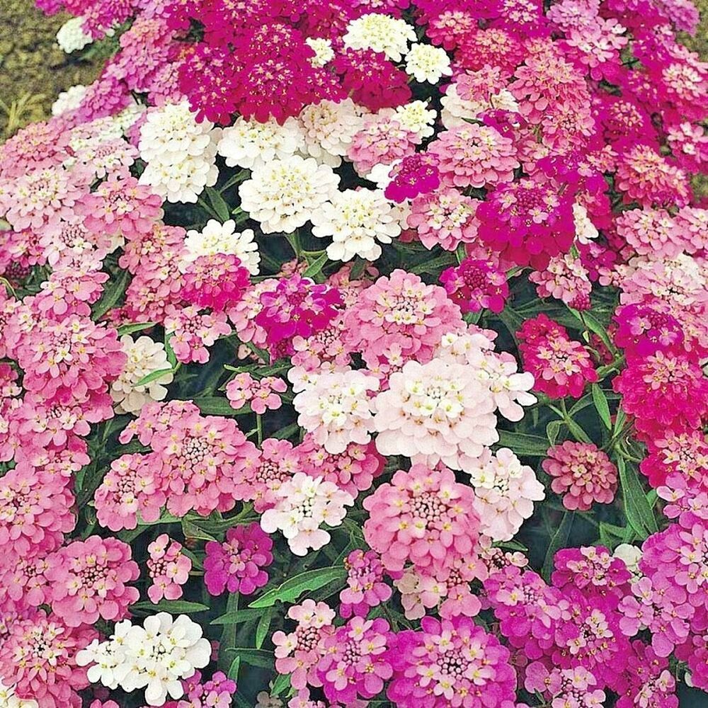 BStore 190 Seeds Candytuft Mix Seeds Annual Iberis Groundcover Drought ...