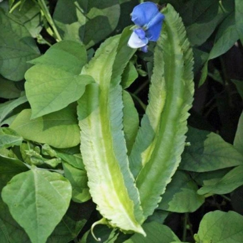 FMG Psophocarpus Tetragonolobus Vegetable Goa Dragon Bean Nitrogen Fast ...