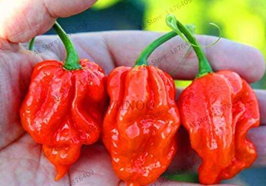 200 Of Dragons Breath Chili Pepper Seeds Seeds And Bulbs