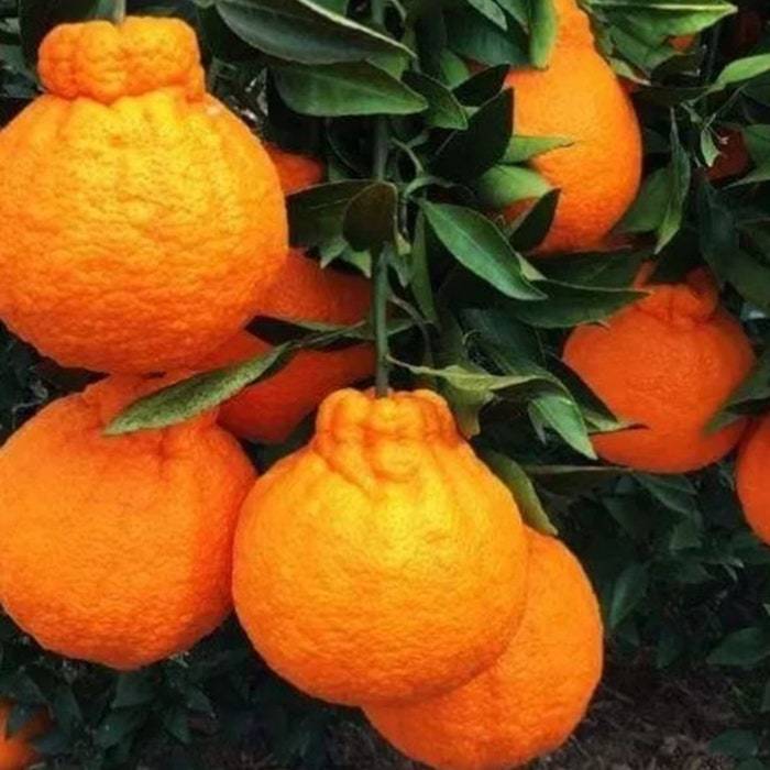 Shiranui Aka Grafted Tree Best Of Mandarin Orange Great Flavor Fruit ...