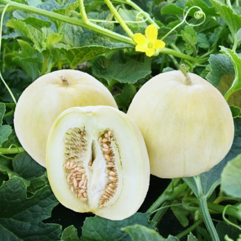 SRN Bai Mibao Taiwan Melon Seeds White Thin Wall Chinese Melon Garden ...