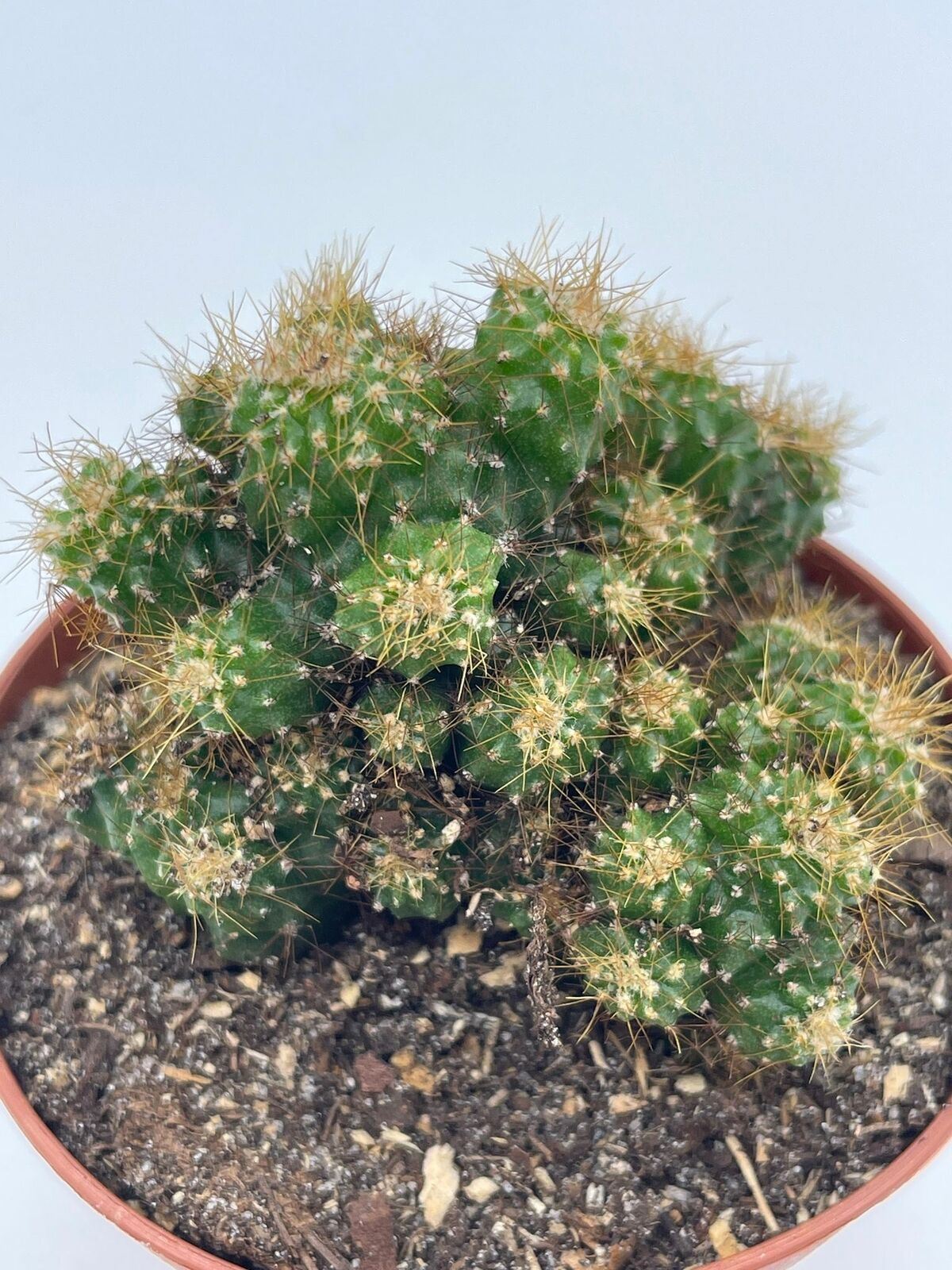Peruvian Apple Cactus, 4 inch pot, Night-Blooming Cereus Cactus ...